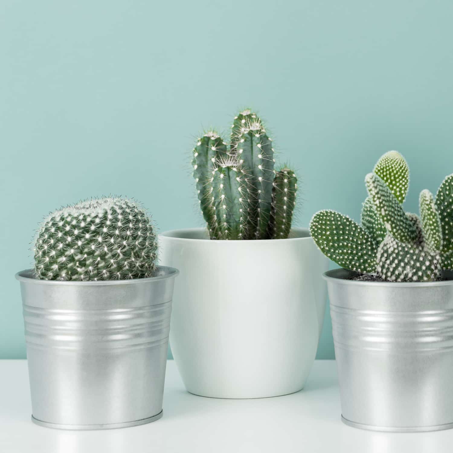 High Light Plants | Strader’s Garden Centers