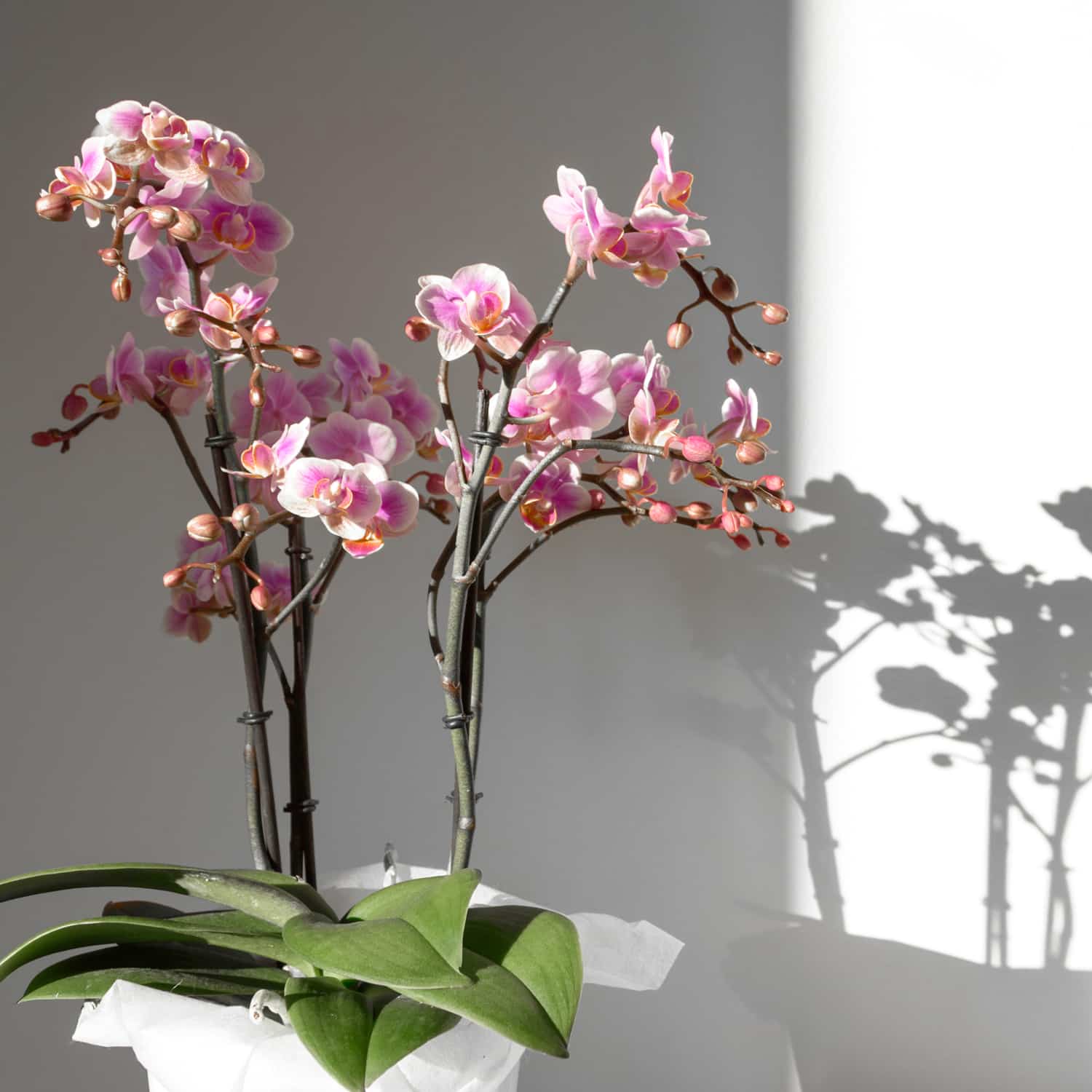 Medium Light Plants | Strader’s Garden Centers