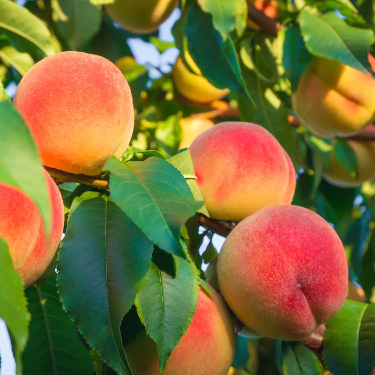 Fruit Trees | Strader’s Garden Centers