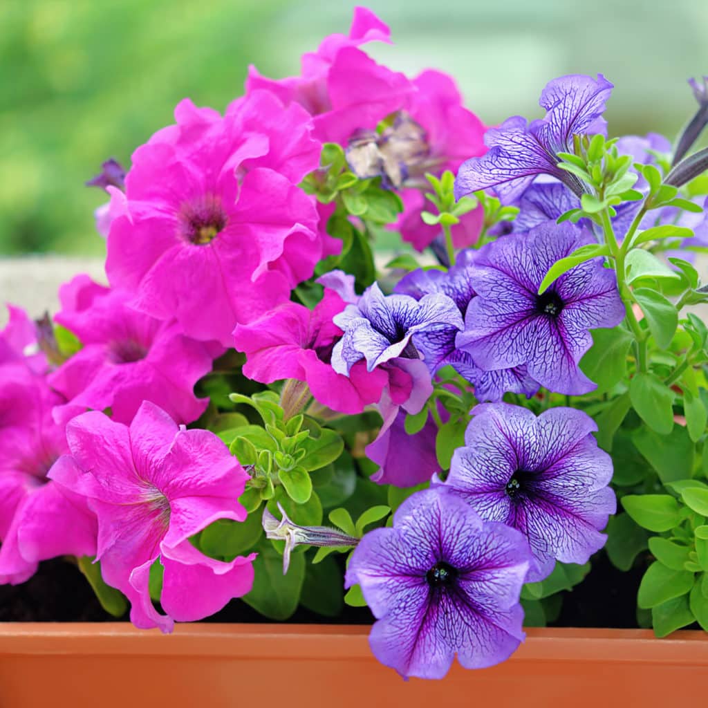Greenhouse Plants | Strader's Garden Centers