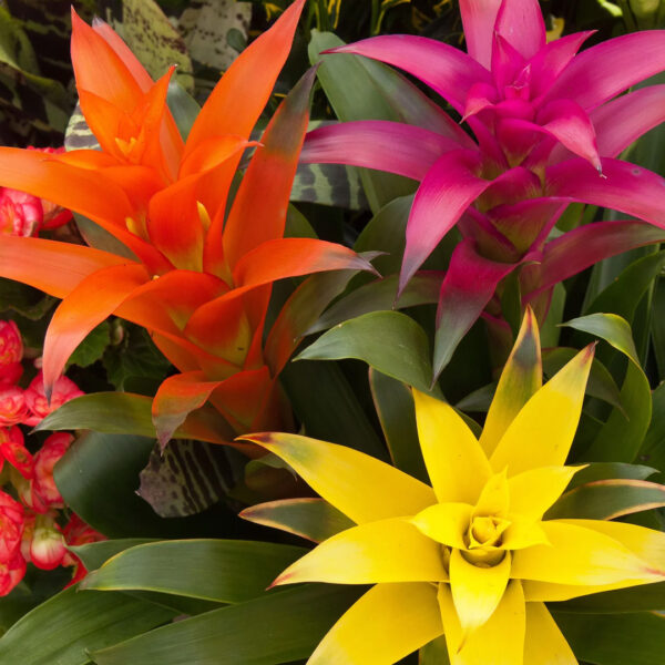 Brighten Your Autumn with the Stunning Guzmania Bromeliad | Strader's ...
