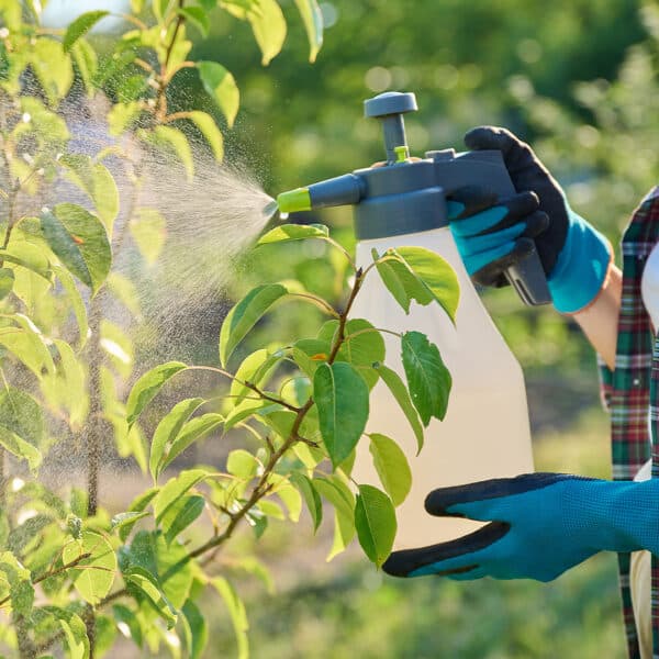 Spraying Fruit Trees with Bonide® Fruit Tree Spray: Why, When, and How ...