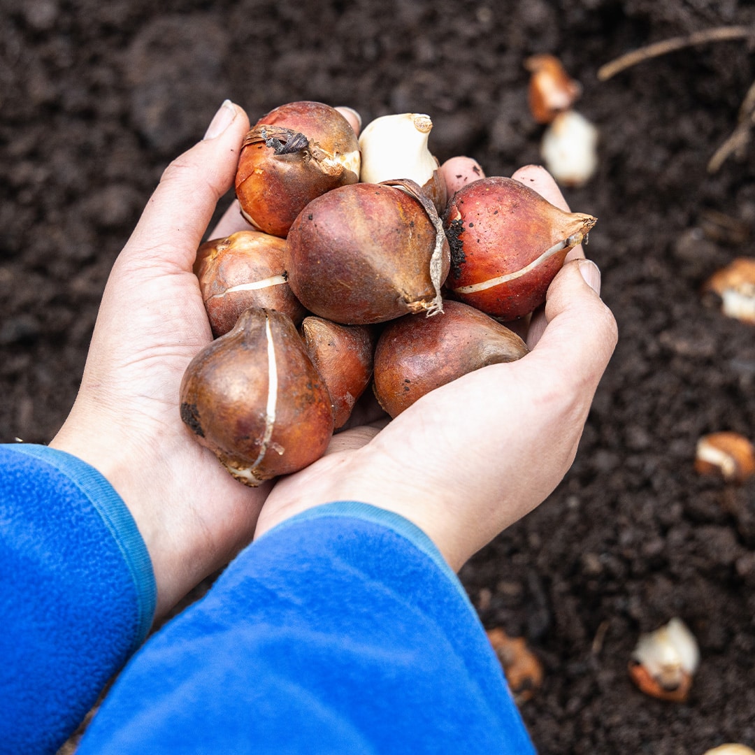 How to Plant Autumn Bulbs | Strader's Garden Centers