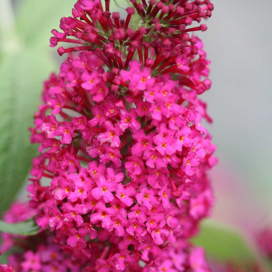 Transform Your Garden with Stunning Butterfly Bush Varieties | Strader ...