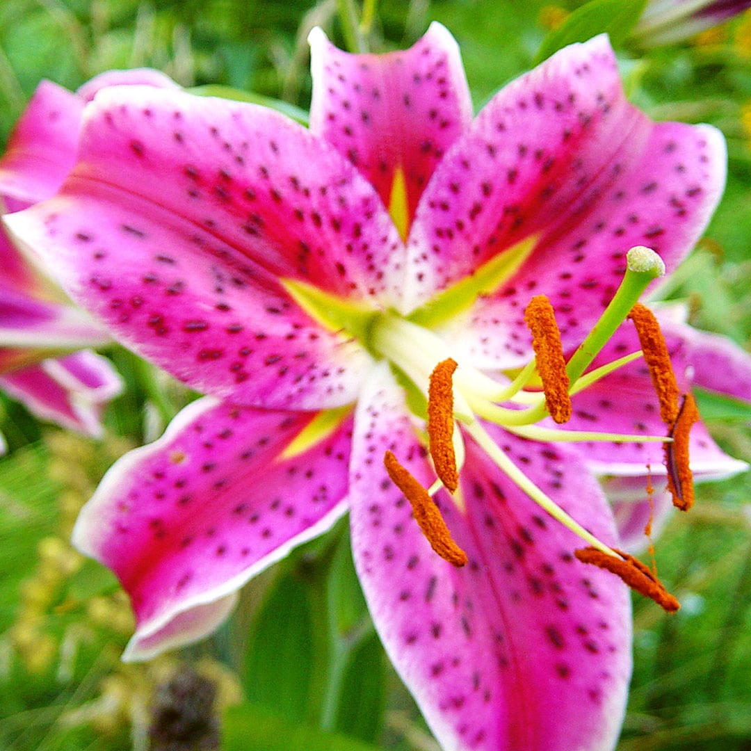 Choosing Evening Plants for Fragrance, Color and More | Strader's ...