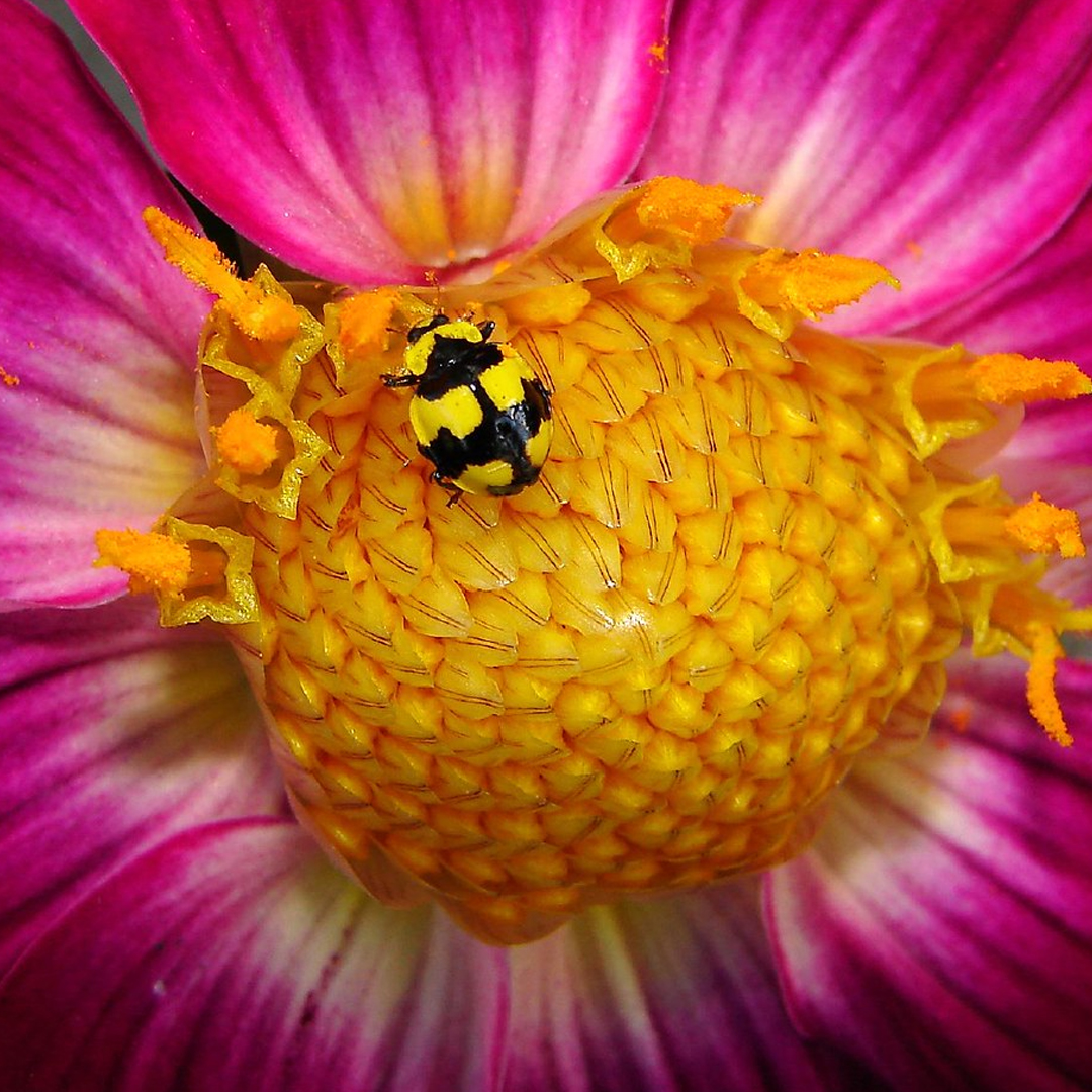 Ladybug or Lady Beetle? | Strader's Garden Centers