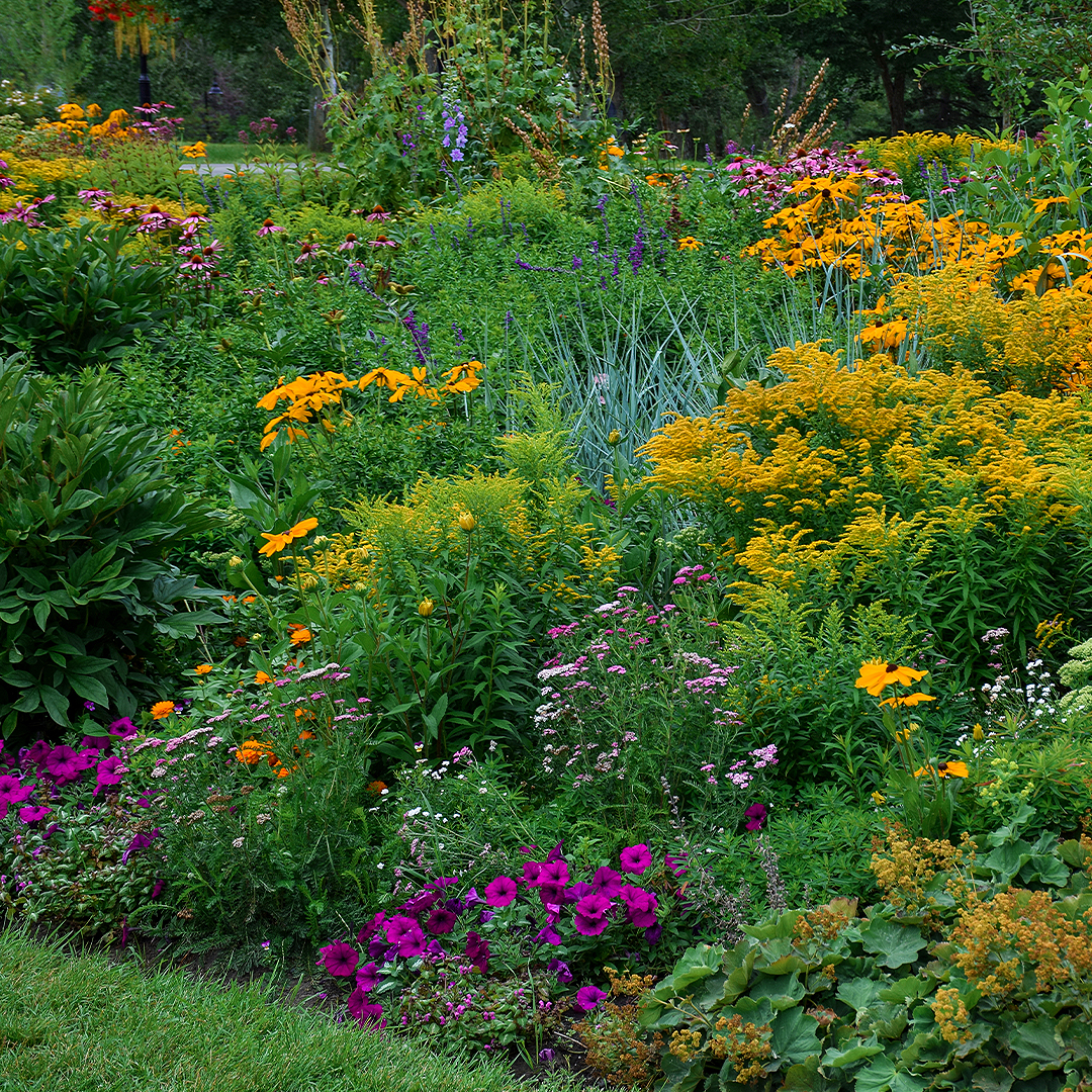 Celebrate Pollinator Week: How to Support Bees, Butterflies, and More ...