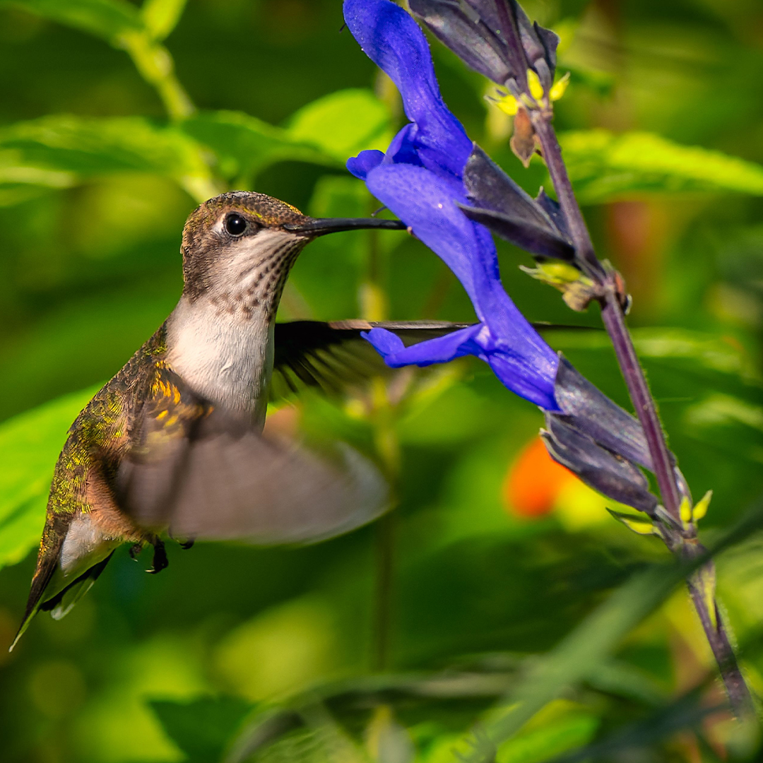 Top Hummingbird Plants for Sun and Shade | Strader's Garden Centers