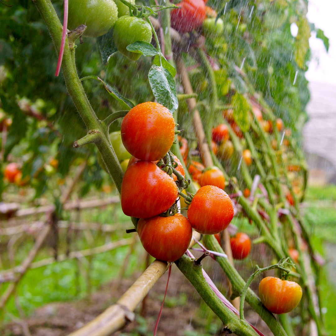 Supporting and Training Tomato Plants | Strader's Garden Centers