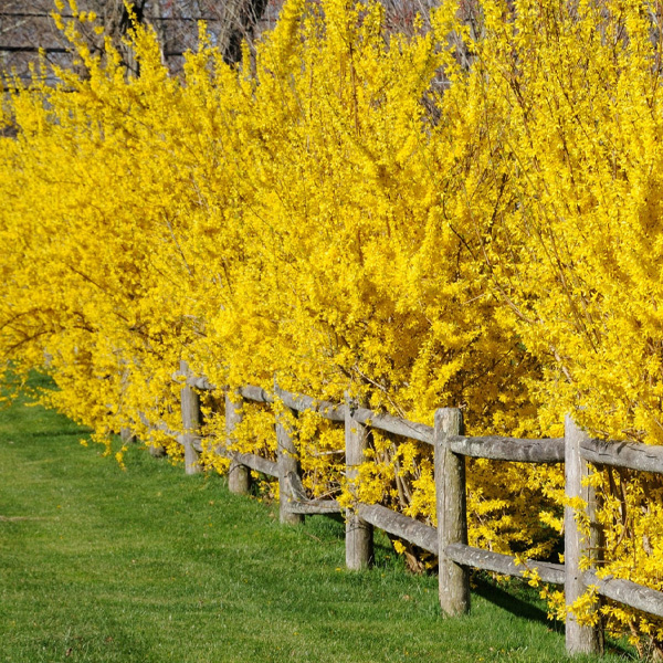 Pruning Forsythia | Strader's Garden Centers