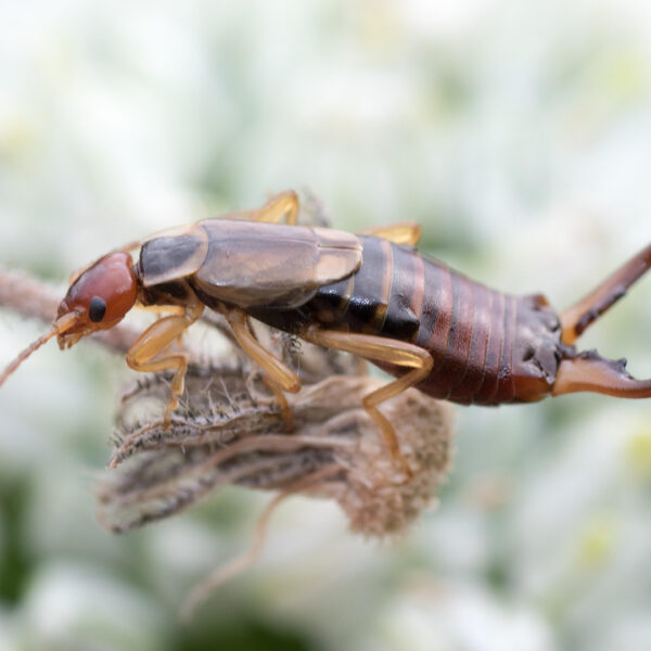 Insects In Winter | Strader's Garden Centers