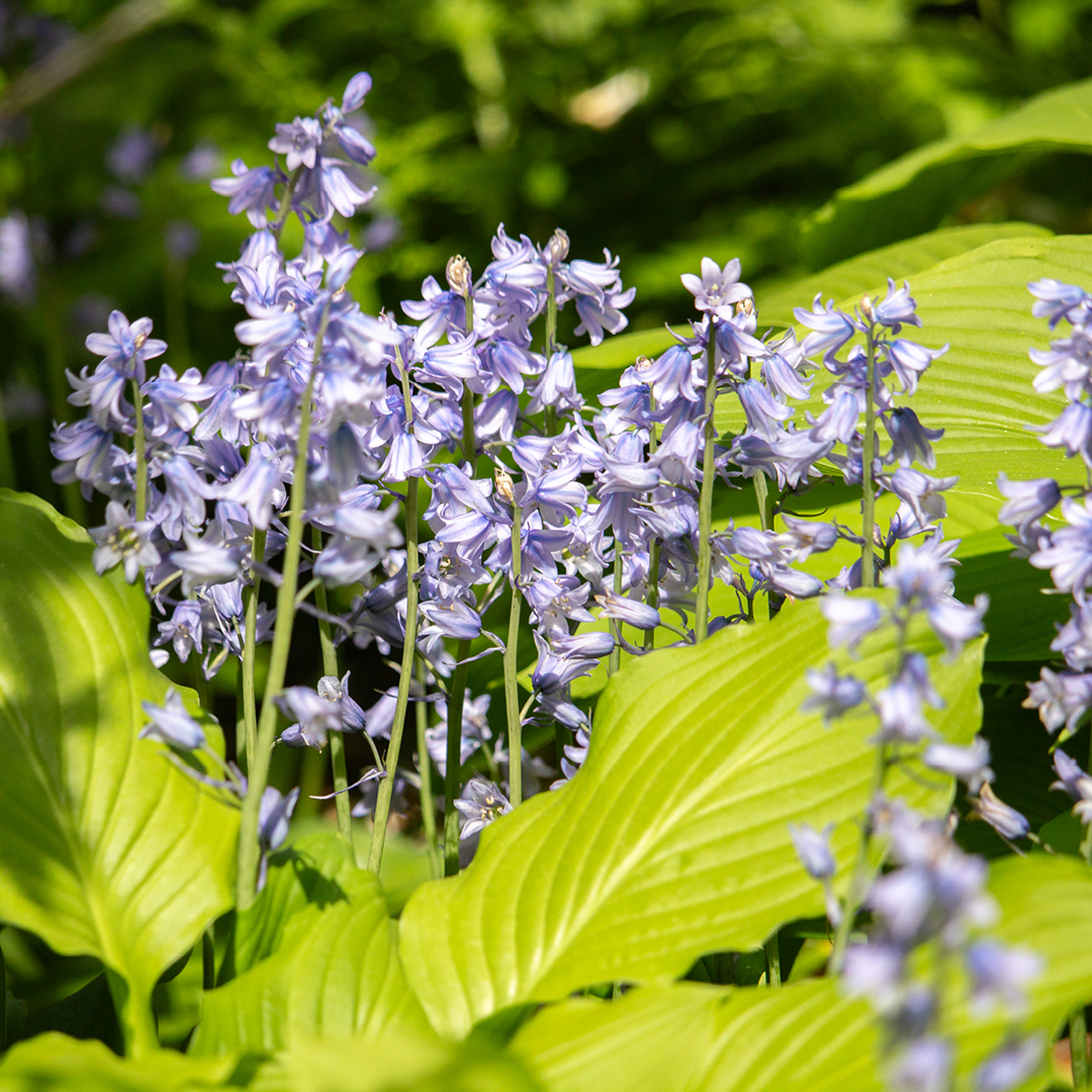 Selecting the Right Plant for the Right Place | Strader's Garden Centers