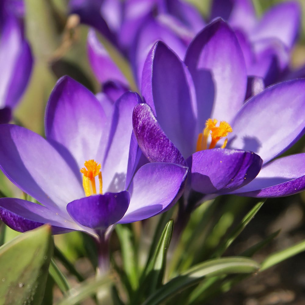 Easter Plant Ideas | Strader's Garden Centers