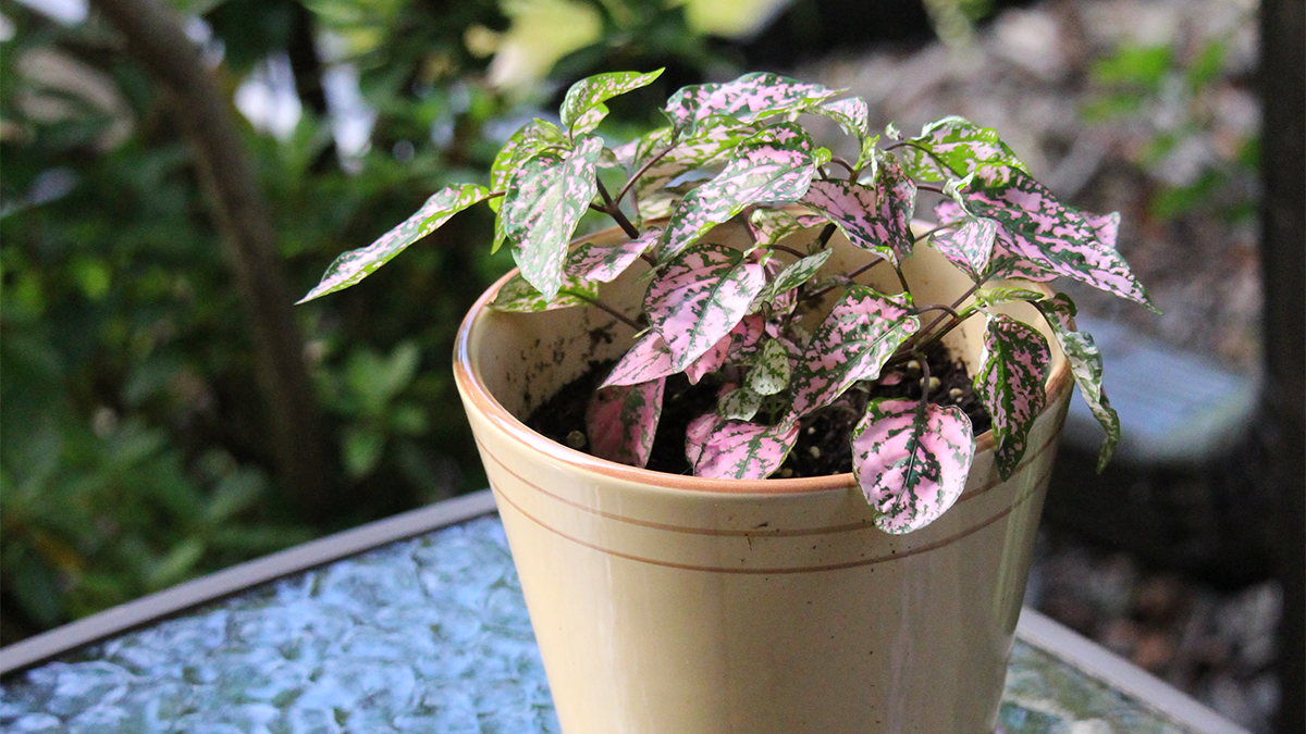 Let Me Out! Moving Houseplants Outside for the Season | Strader's ...
