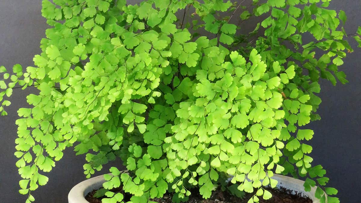 Strader’s Indoor Plants Safe for Cats | Strader’s Garden Centers