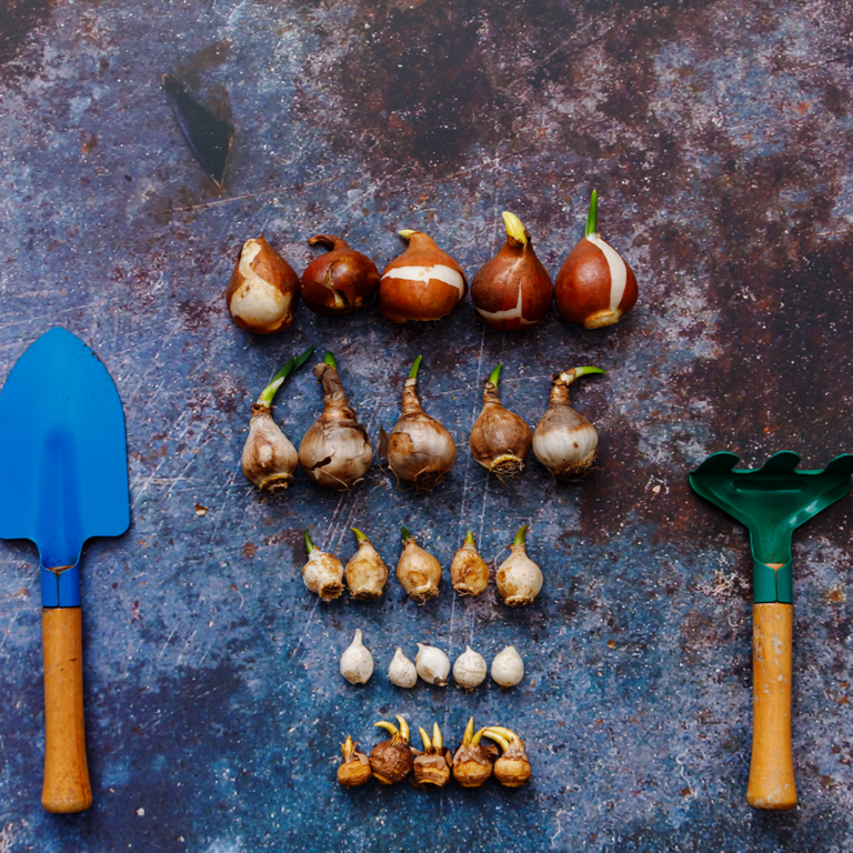 Home | Strader’s Garden Center Columbus, Ohio