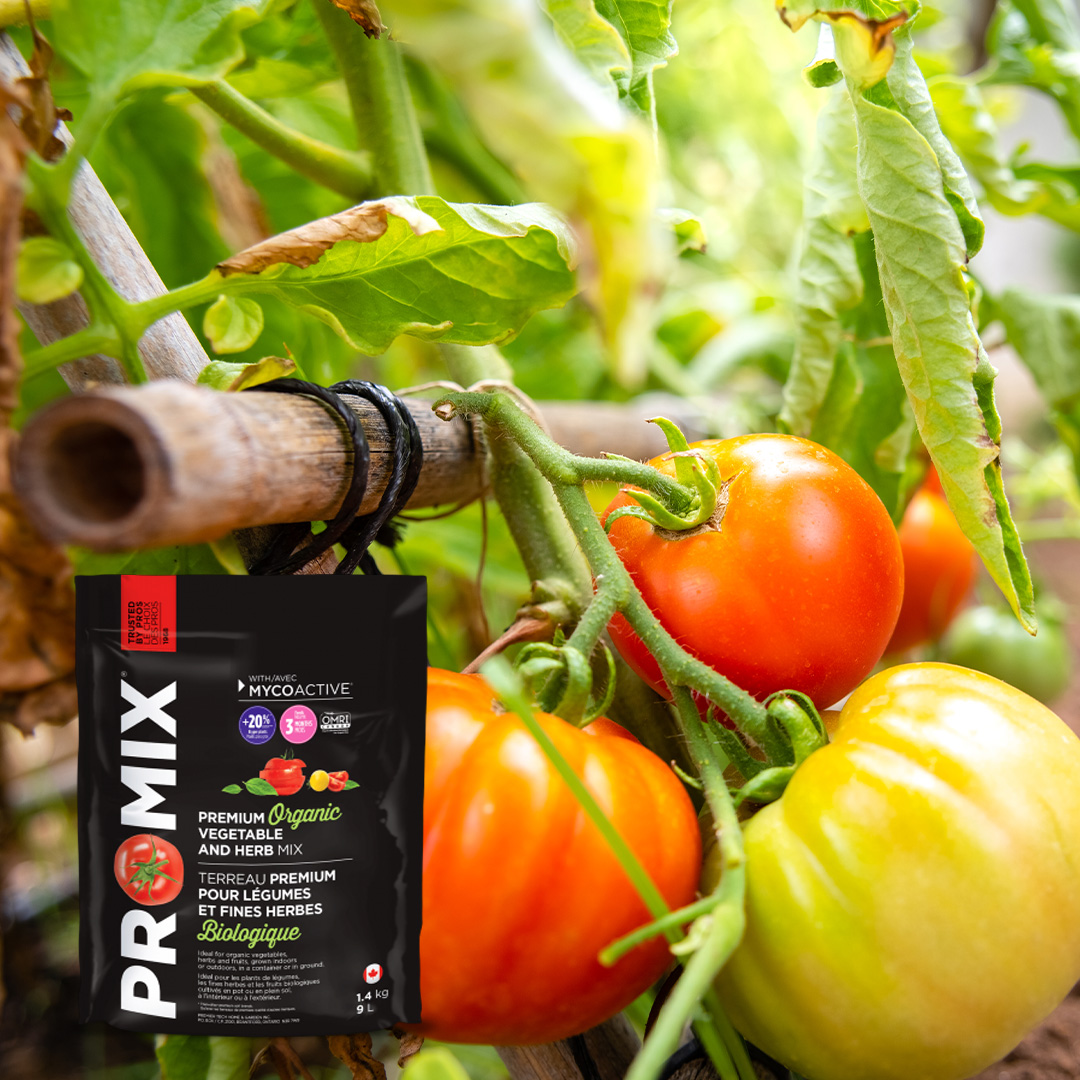 Perfect Potting Solutions with Pro Mix Soils | Strader's Garden Centers