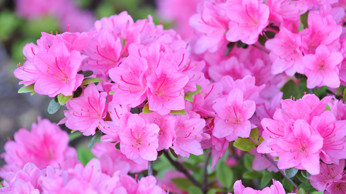 Azaleas: An American Favorite | Strader’s Garden Centers