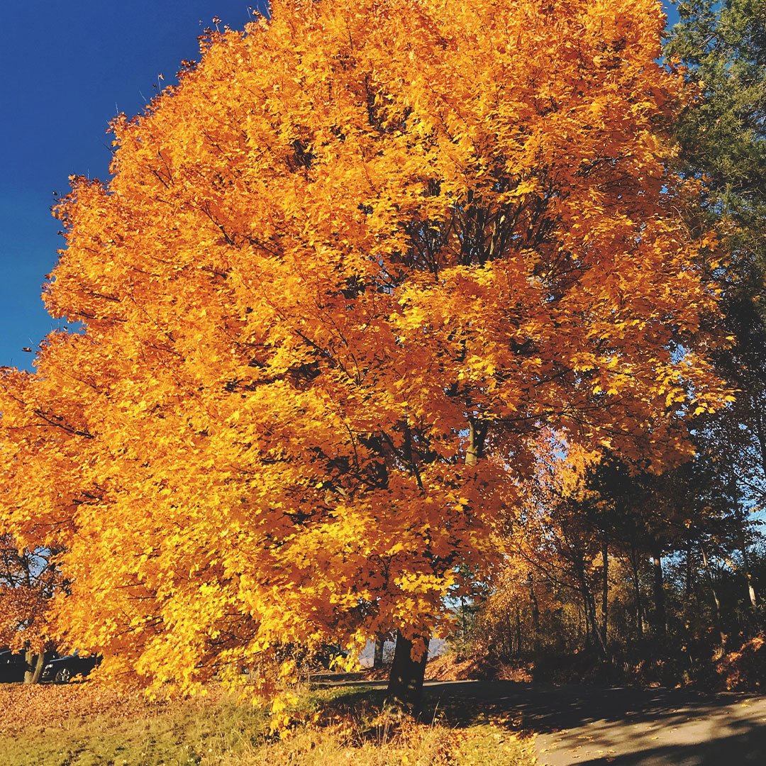 Strader’s Top Ohio Trees & Shrubs for Stunning Fall Foliage | Strader’s ...