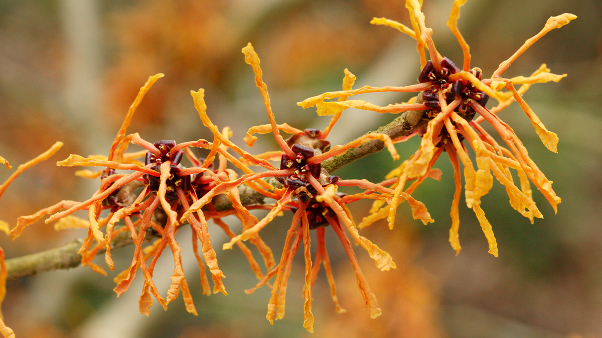 Choosing the Right Flowering Tree | Strader's Garden Centers