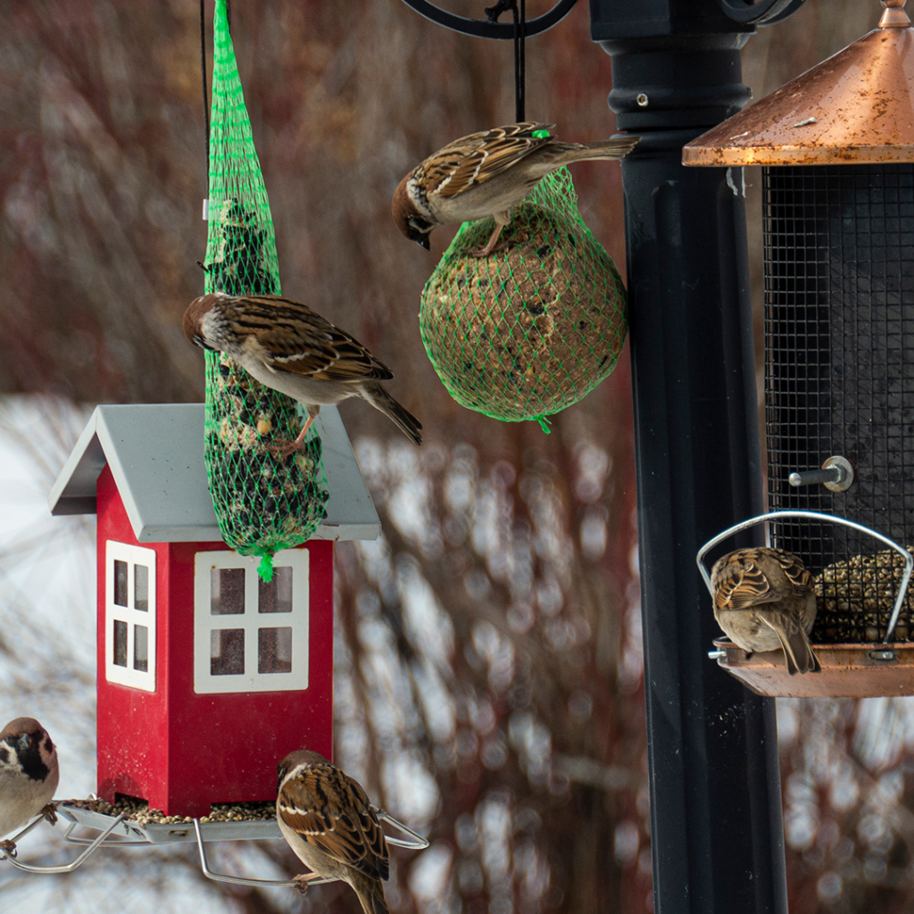 National Bird Month: Do’s & Don’ts of Offering Suet to Backyard Birds ...