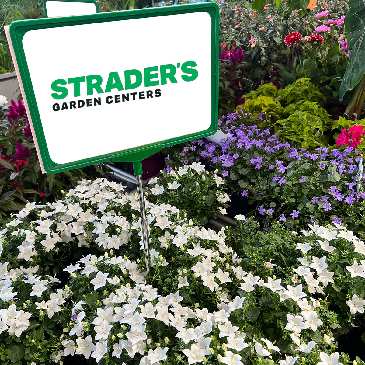 Welcome to Strader’s Garden Center!