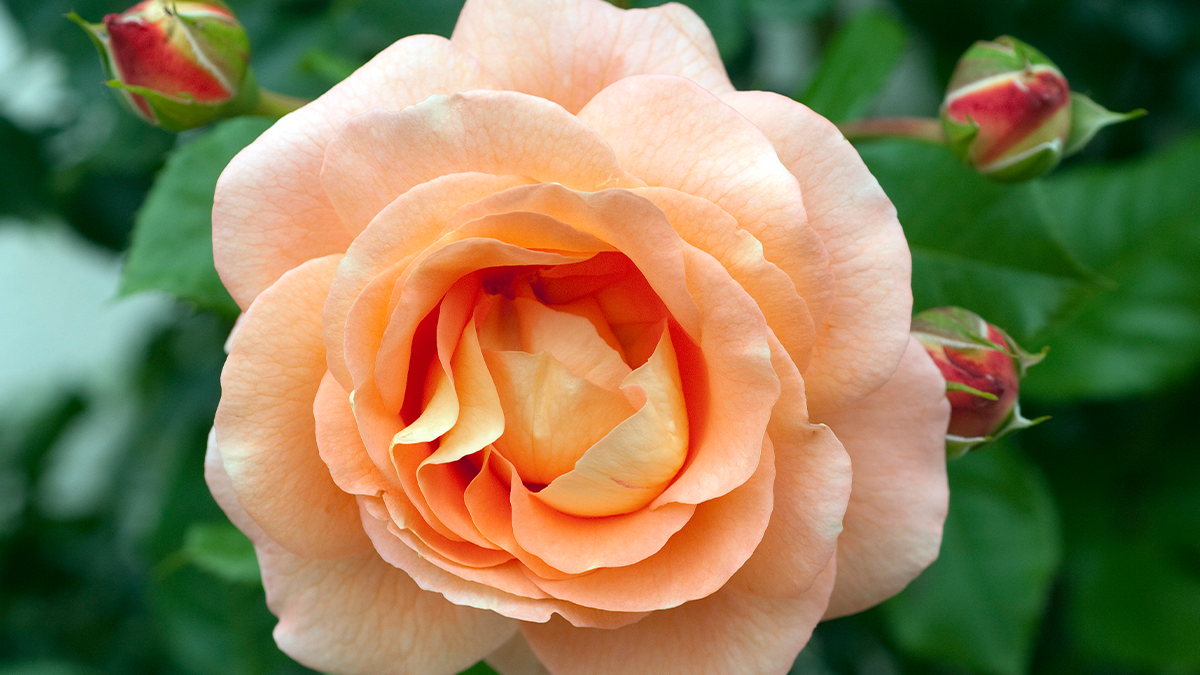Rose - Queen of the Garden | Strader's Garden Centers