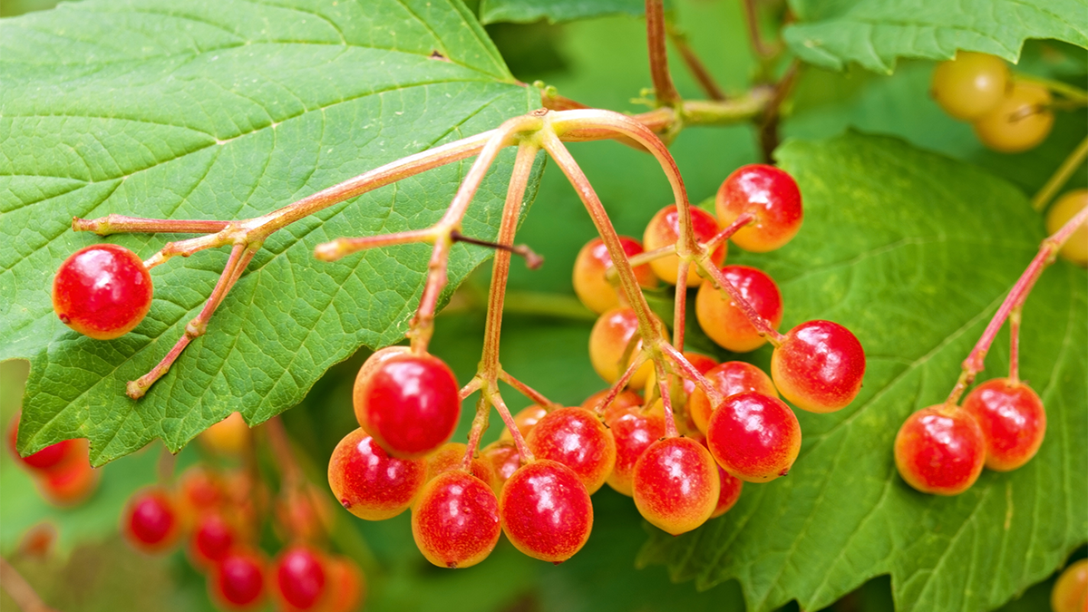 Viburnums | Strader's Garden Centers