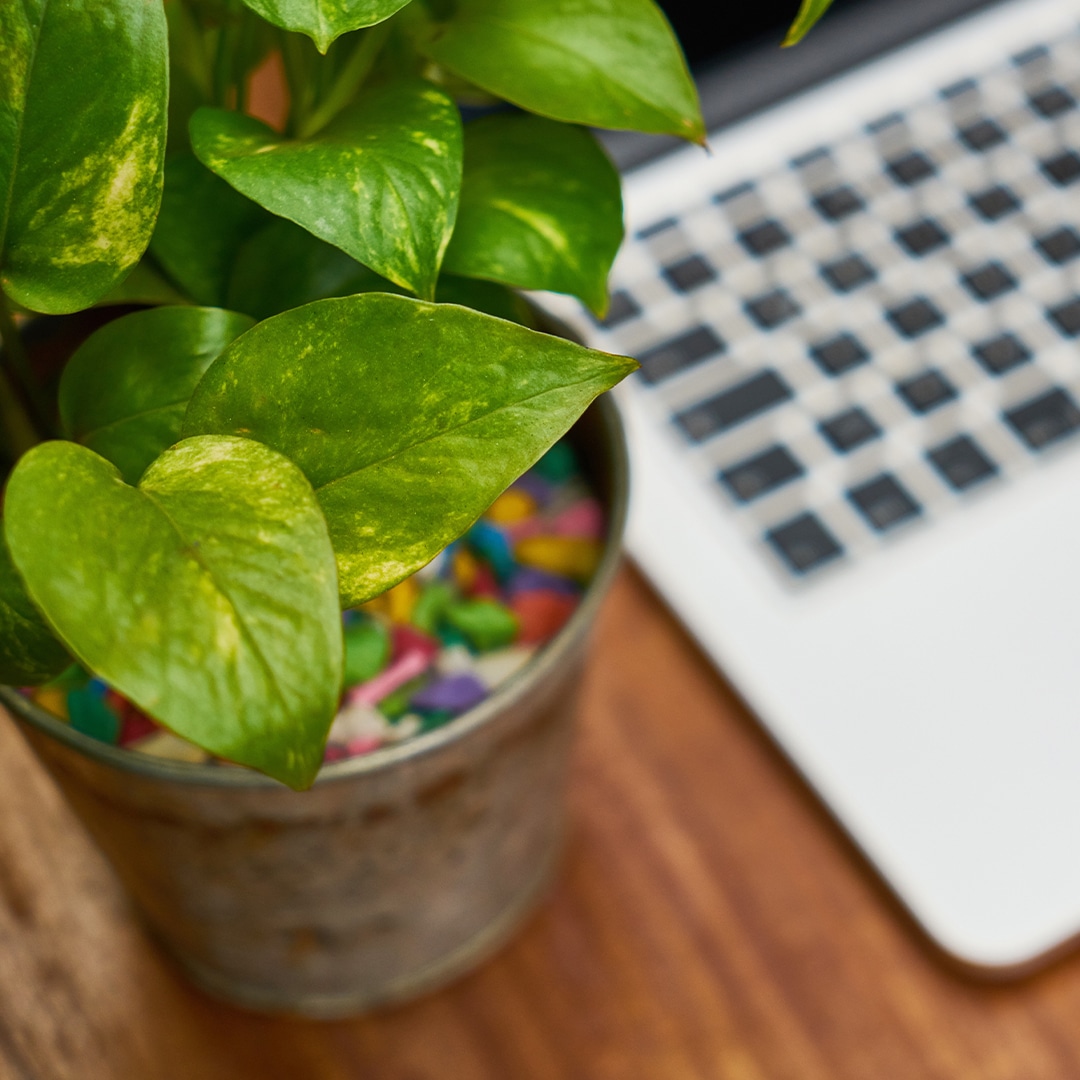 The Benefits of Plants in the Workplace | Strader's Garden Centers
