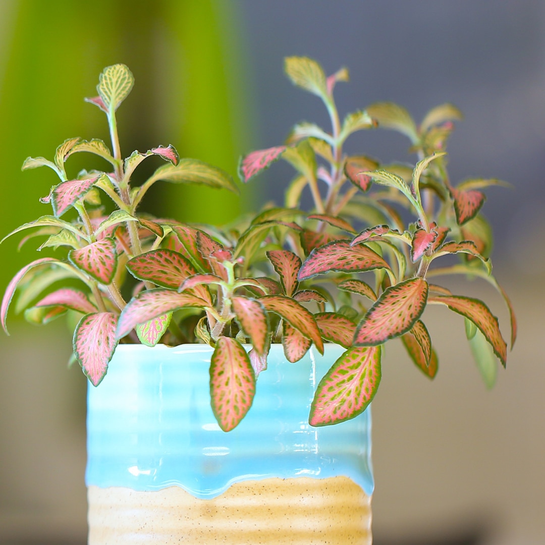 The Benefits of Plants in the Workplace | Strader's Garden Centers