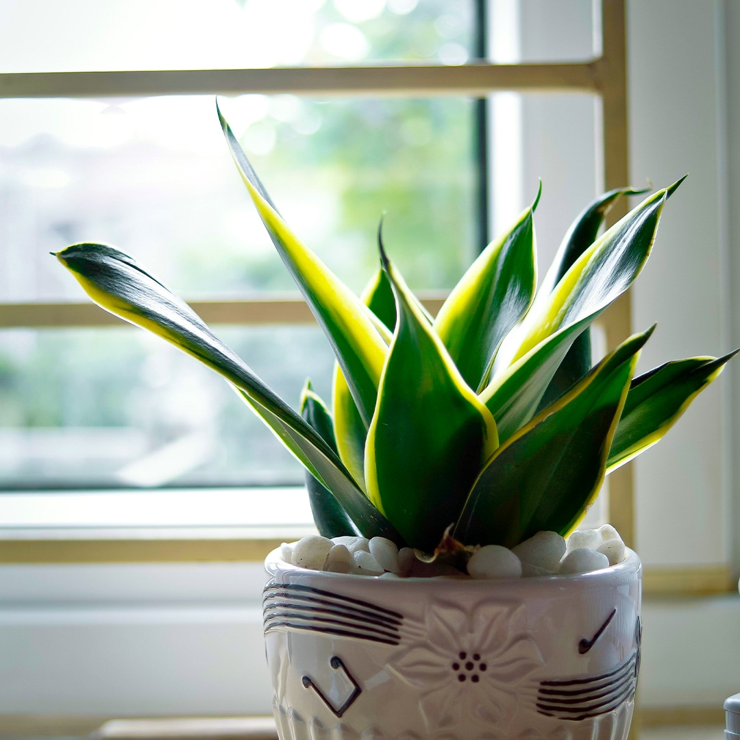 The Benefits of Plants in the Workplace | Strader's Garden Centers