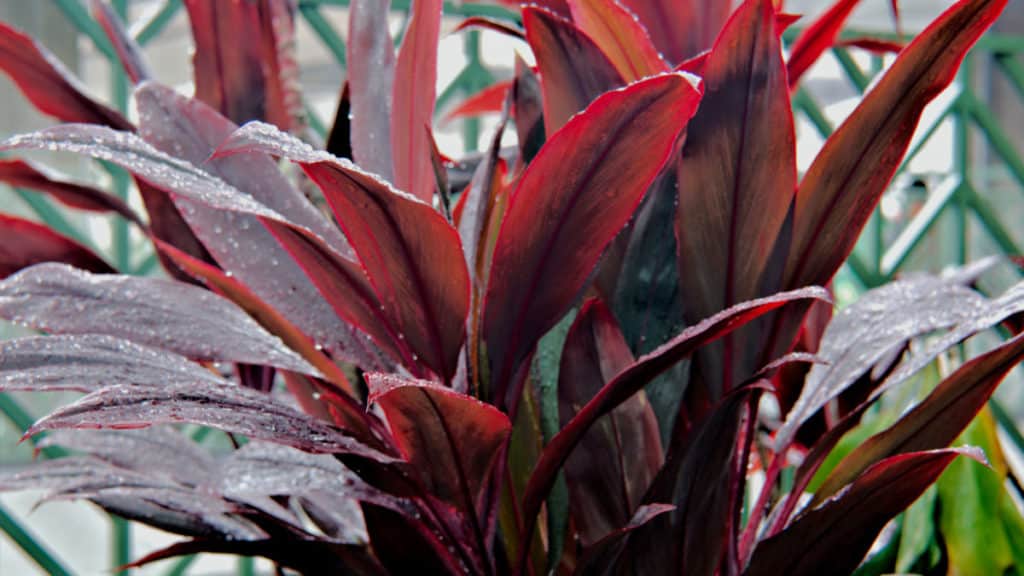 Turn Garden into a Tropical Paradise | Strader’s Garden Centers