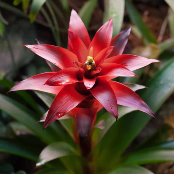 Medium Light Plants | Strader’s Garden Centers