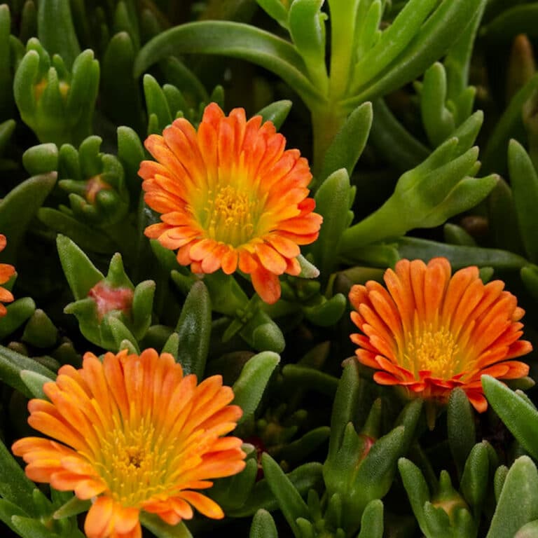 Home | Strader’s Garden Center Columbus, Ohio