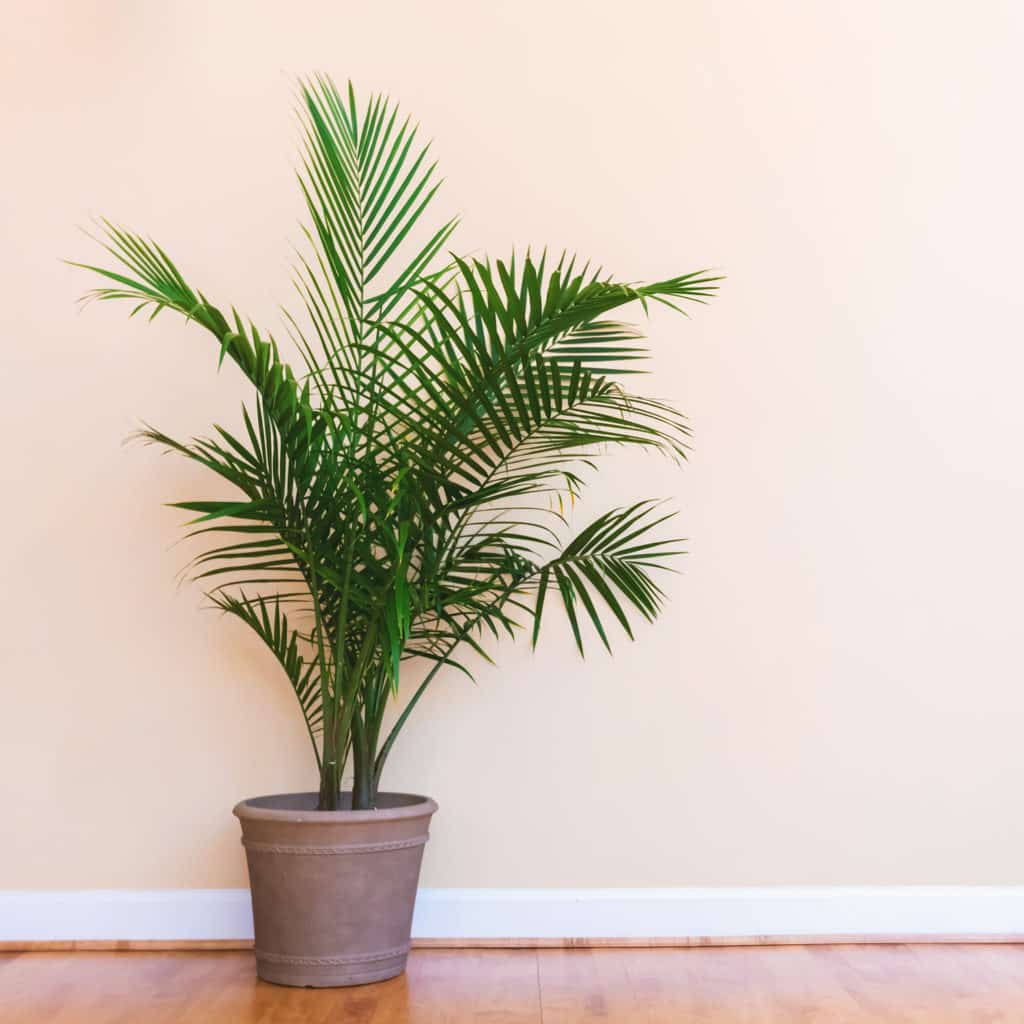 Medium Light Plants | Strader’s Garden Centers