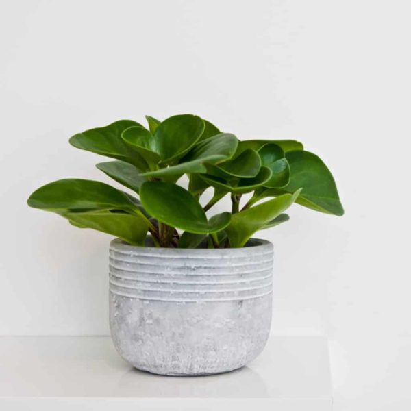 Medium Light Plants | Strader’s Garden Centers