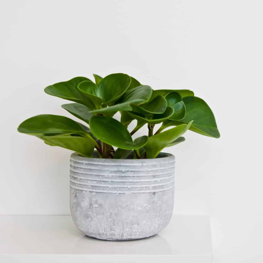 Medium Light Plants | Strader’s Garden Centers