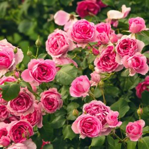 Nursery | Strader’s Garden Centers